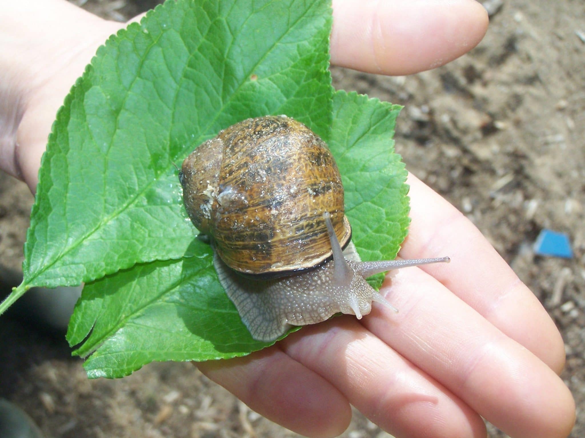 L'Escargot du Mont Fossé - Sommery - Bray Eawy Tourisme